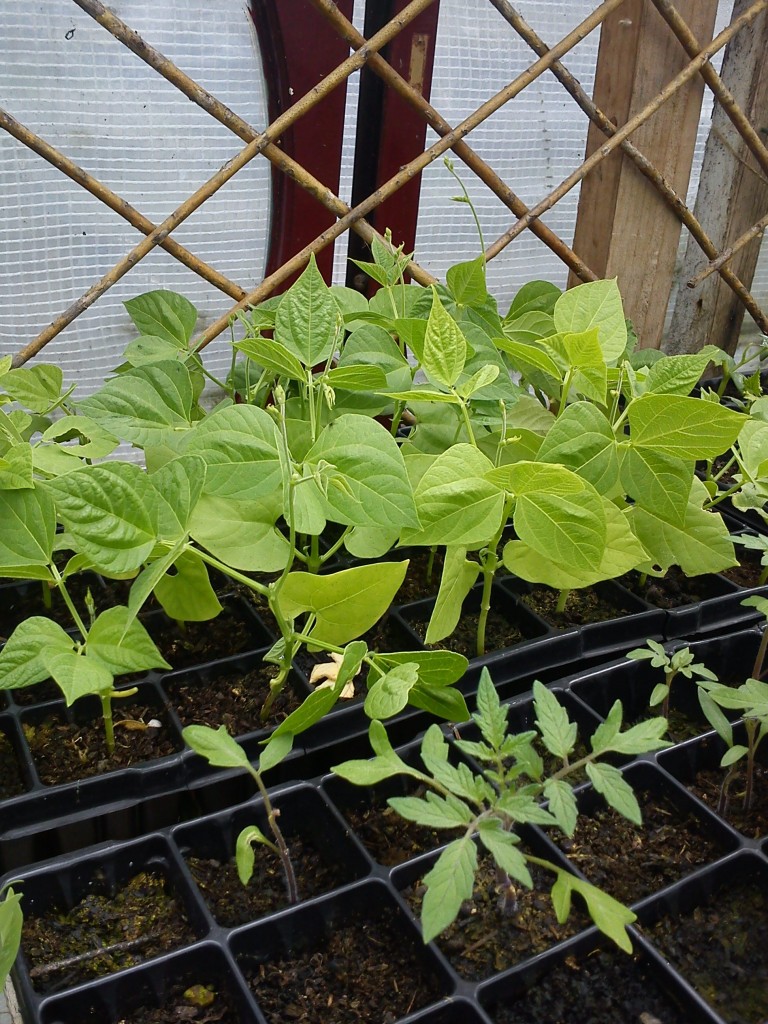 Planting Out - Gardening Tips, Advice and Inspiration