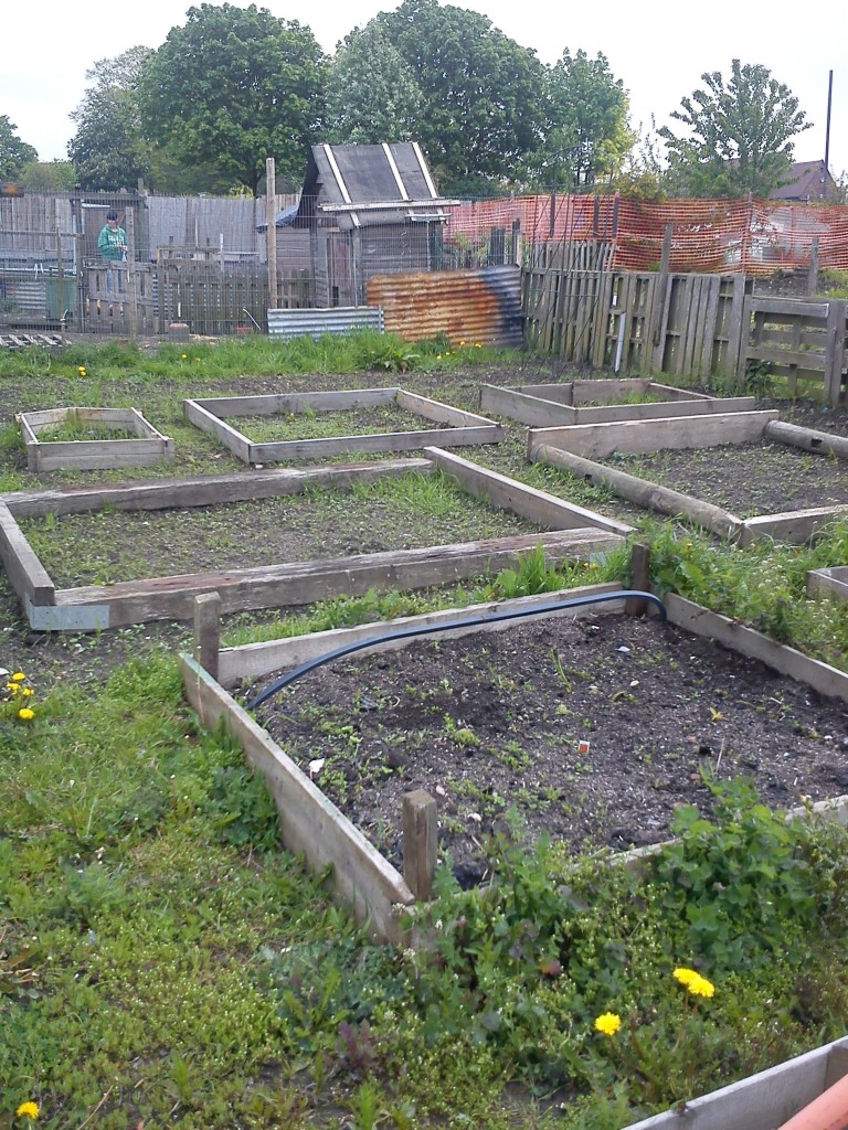 Planting Out - Gardening Tips, Advice and Inspiration