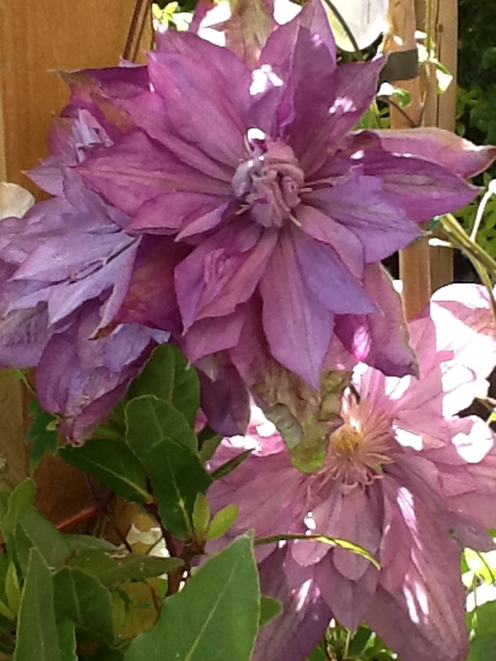 Blooming Marvelous! - Primrose Garden Club | Expert Tips, Advice ...