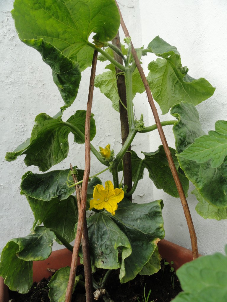 My New Veg Plot - Gardening Tips, Advice and Inspiration