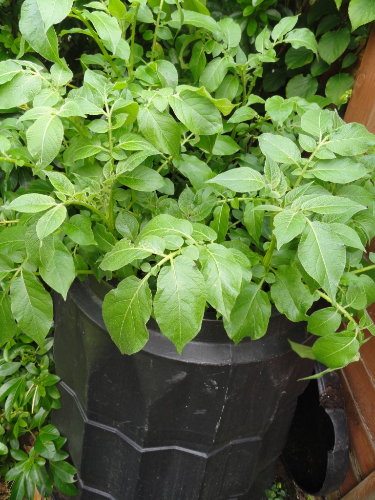 My New Veg Plot - Gardening Tips, Advice and Inspiration