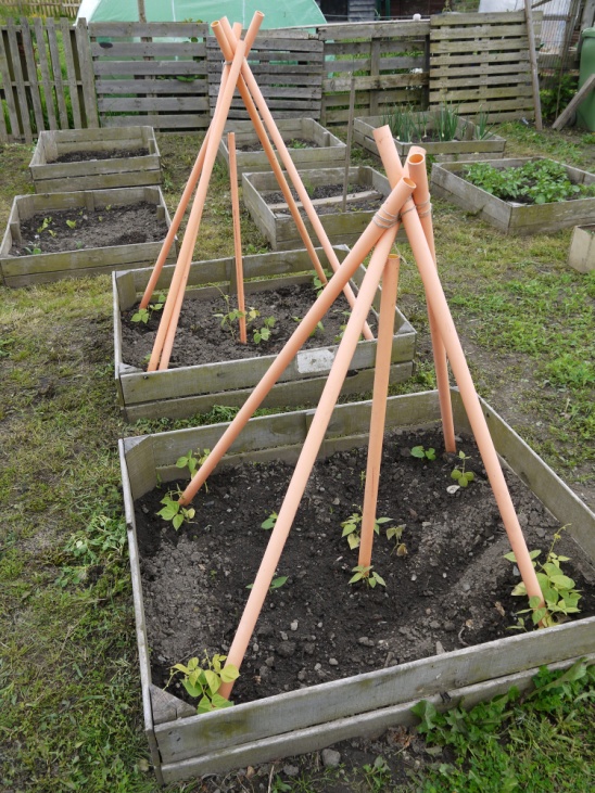 Creative Watering on the Allotment - Primrose Garden Club | Expert Tips ...