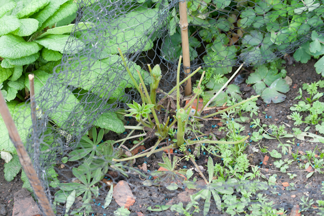 Making Lists: What Plants Rabbits DON'T Eat - Primrose Garden Club ...