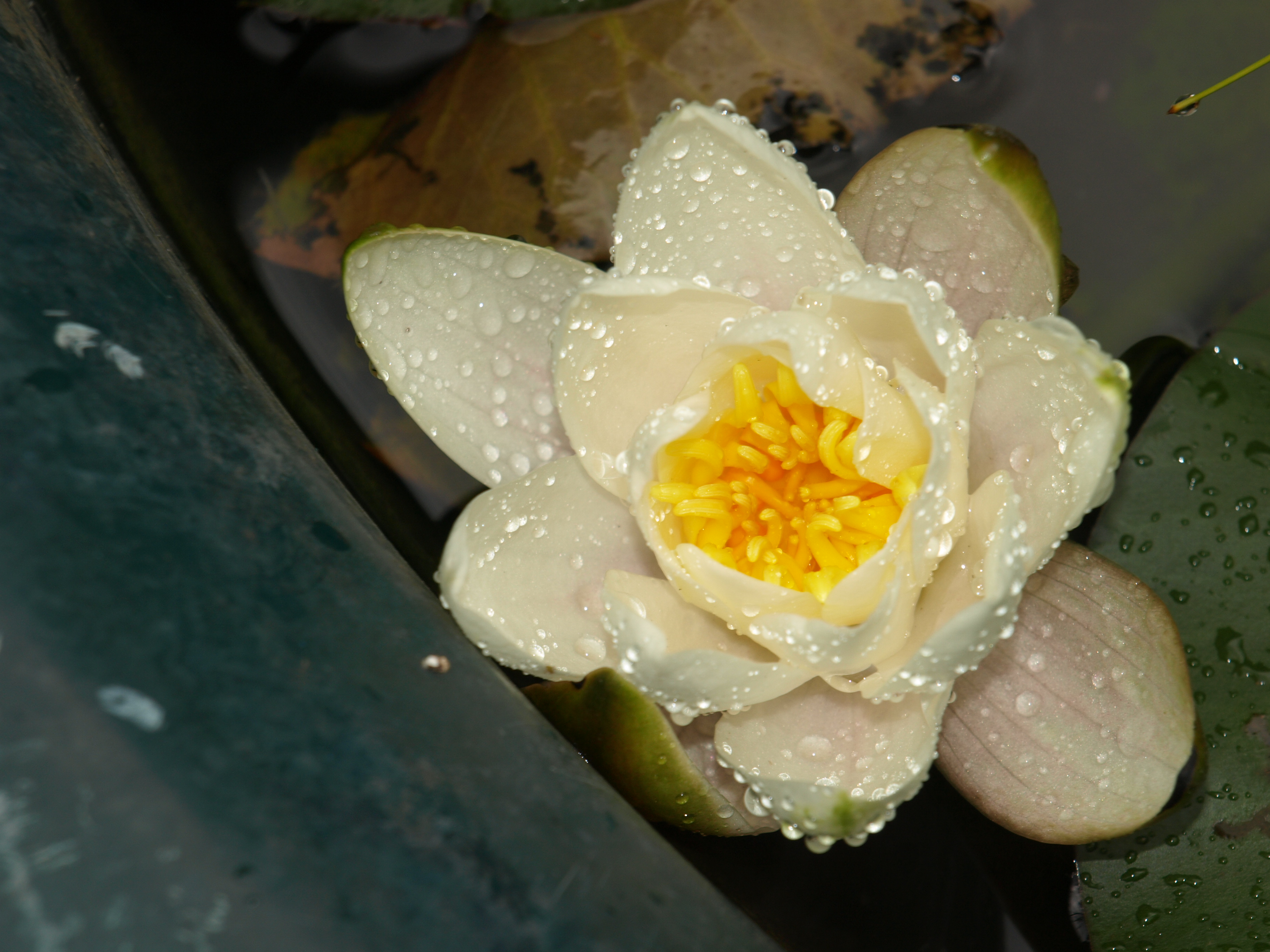 "Pond"erings - Primrose Garden Club | Expert Tips, Advice & Inspiration