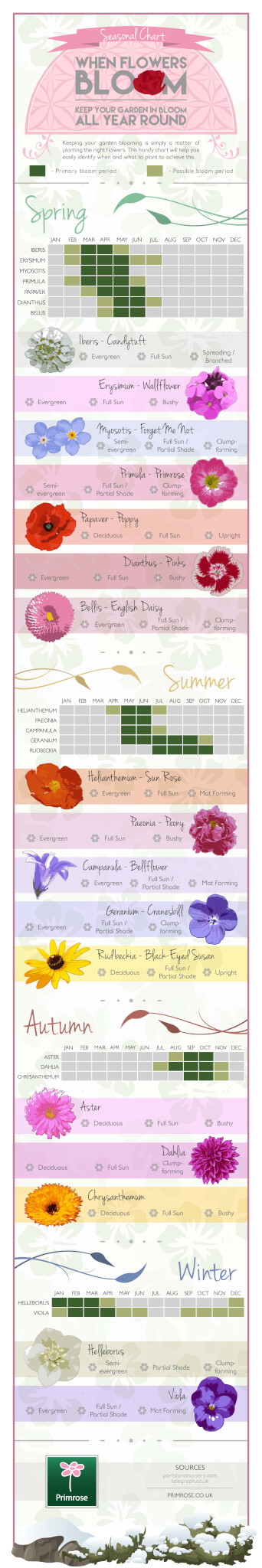 The Definitive Guide For Colourful Gardens All Year Round - Primrose ...