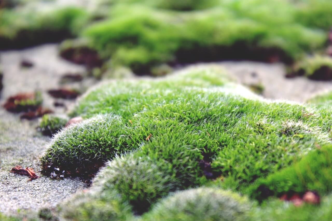 How to Grow Moss in Your Garden - Primrose Garden Club | Expert Tips ...