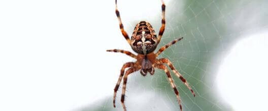 How to Catch a Spider - Gardening Tips, Advice and Inspiration