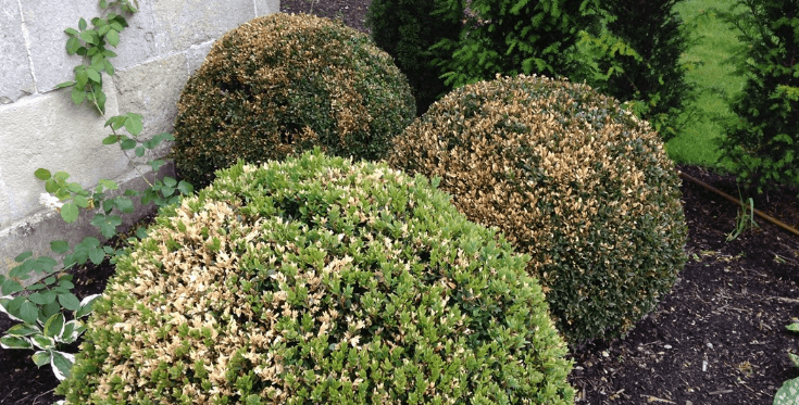 Treating Box Blight and Other Box Problems - Primrose Garden Club ...