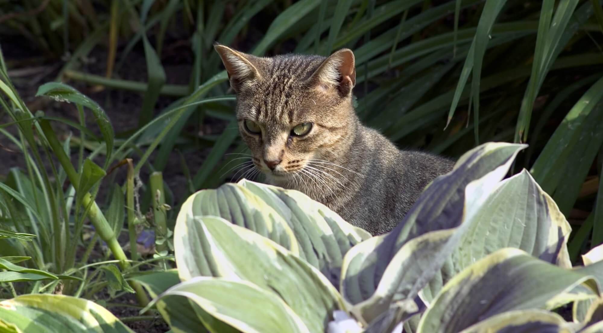 cat deterrents Archives - Primrose Garden Club | Expert Tips, Advice ...