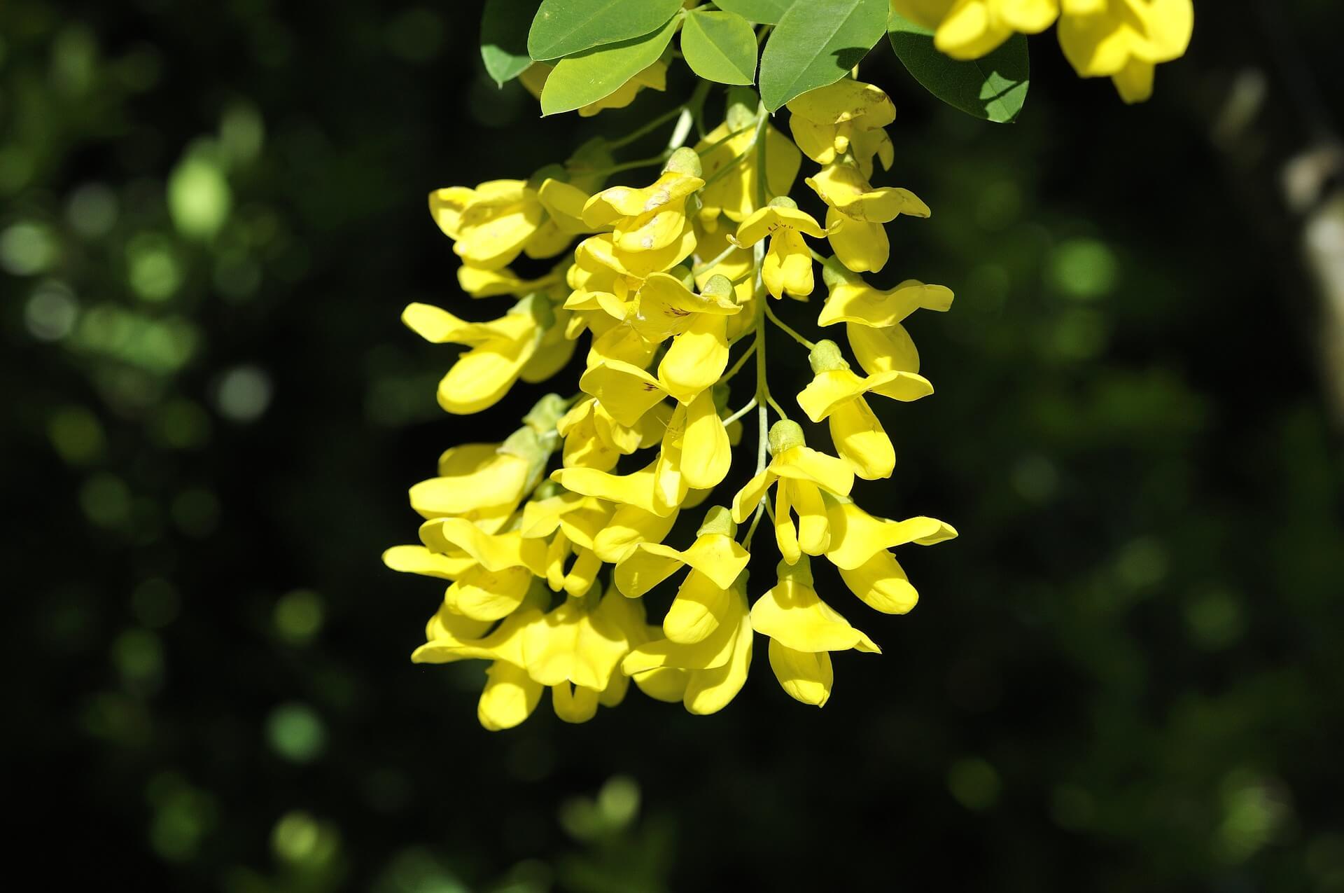 Laburnum: The Deadly Tree In Your Back Garden? - The Primrose Garden ...