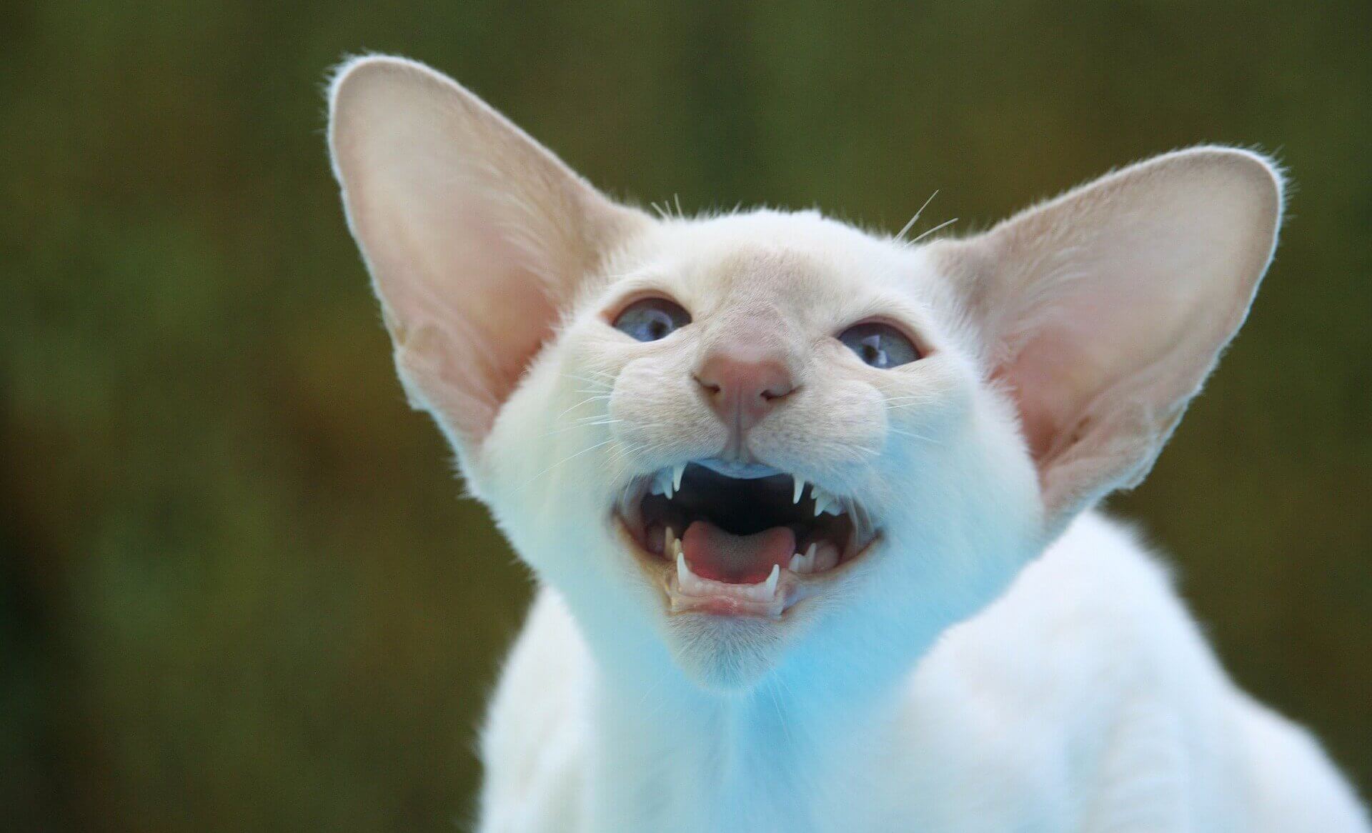 Homemade Cat Repellents - The Primrose Garden Club | Expert Tips ...