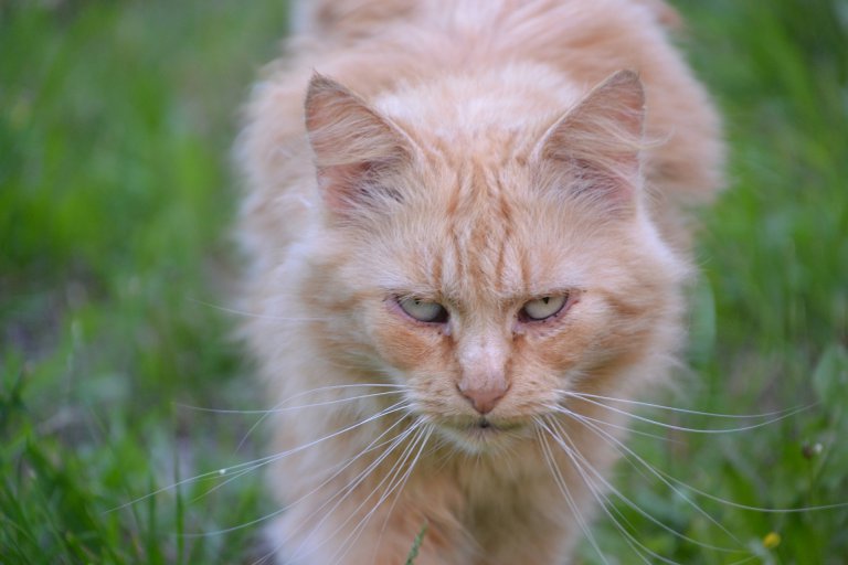 Homemade Cat Repellents - The Primrose Garden Club | Expert Tips ...