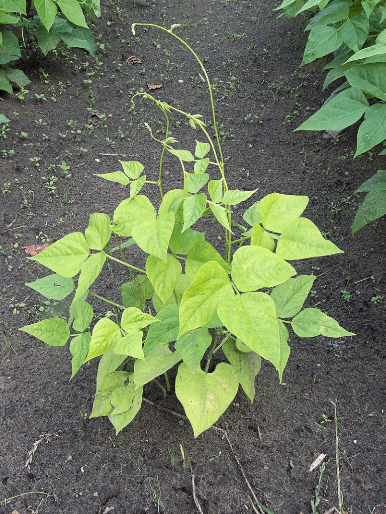 Everything You Need to Know About Soil - the Primrose blog