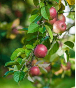 Why Has Your Apple Tree Produced a Poor Crop? - Primrose Garden Club ...