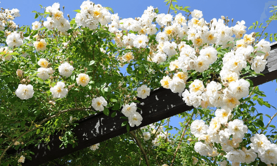 The Complete Guide to Climbing Roses - The Primrose Garden Club ...