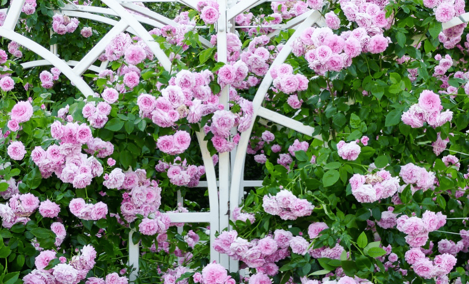 The Complete Guide to Climbing Roses - Gardening Tips, Advice and ...