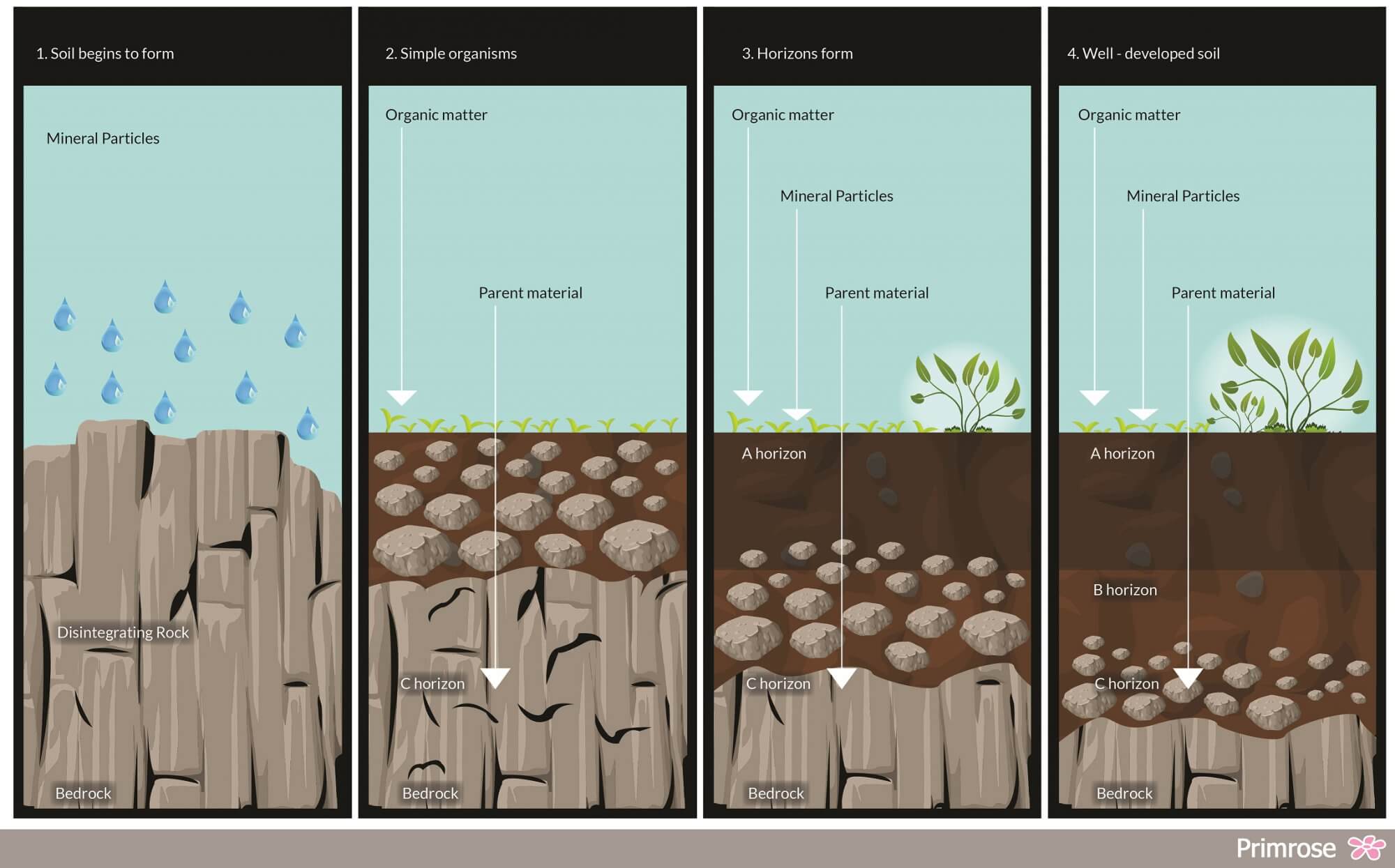 Everything You Need to Know About Soil - the Primrose blog