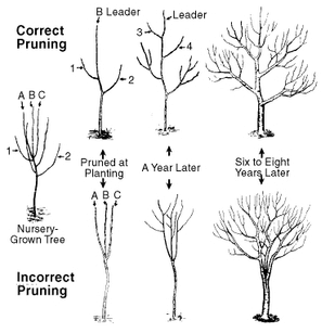How To Prune a Fruit Tree - Primrose Garden Club | Expert Tips, Advice ...