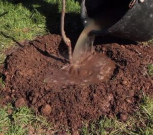 How to Plant a Containerised Tree - Primrose Garden Club | Expert Tips ...