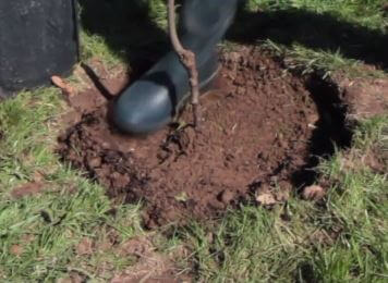 How to Plant a Containerised Tree - Primrose Garden Club | Expert Tips ...