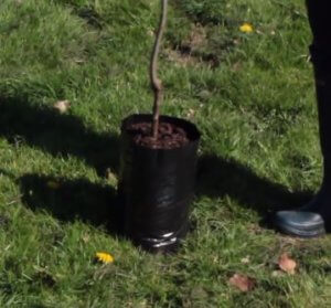How to Plant a Containerised Tree - Primrose Garden Club | Expert Tips ...