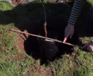 How to Plant a Containerised Tree - Primrose Garden Club | Expert Tips ...