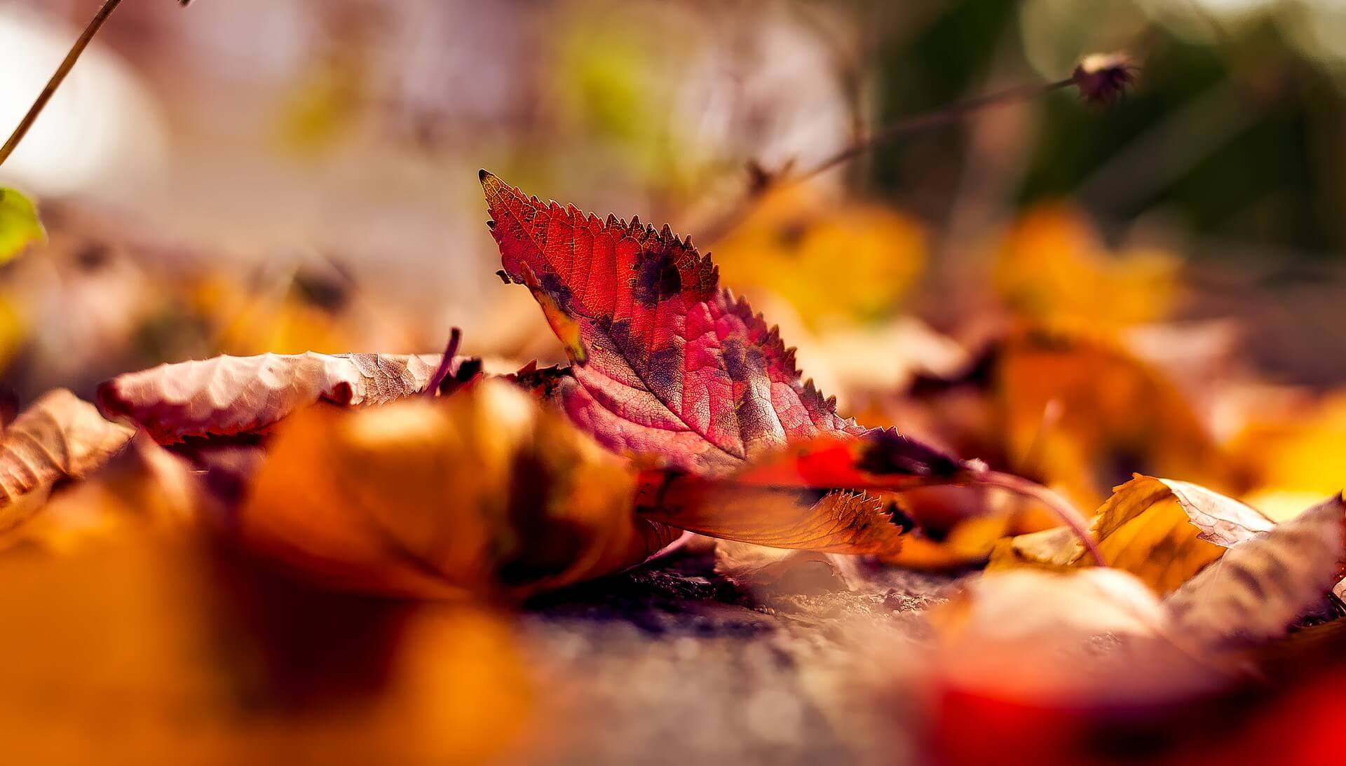 How to Deal with Falling Leaves - Gardening Tips, Advice and Inspiration