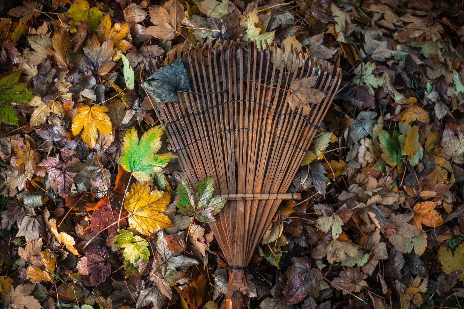 How to Deal with Falling Leaves - Gardening Tips, Advice and Inspiration