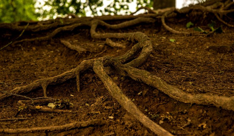 How to Plant a Bare Root Tree - Gardening Tips, Advice and Inspiration