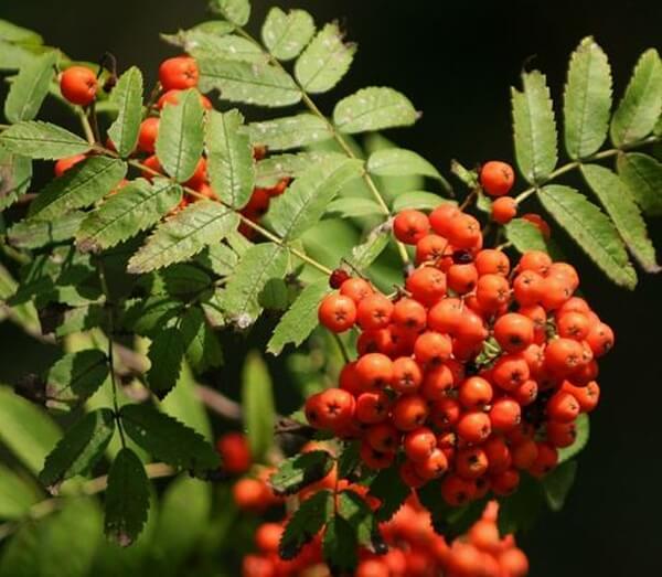 Rowan Tree Cultivar Guide - Gardening Tips, Advice and Inspiration