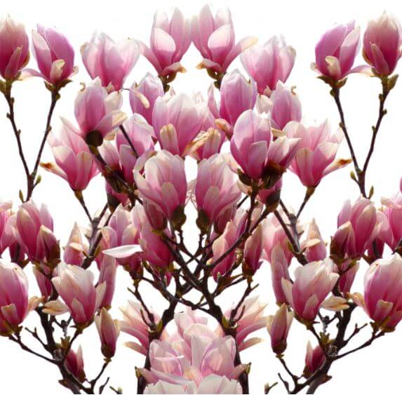 From Stellata to Grandiflora: Magnolias Explained - Primrose Garden ...