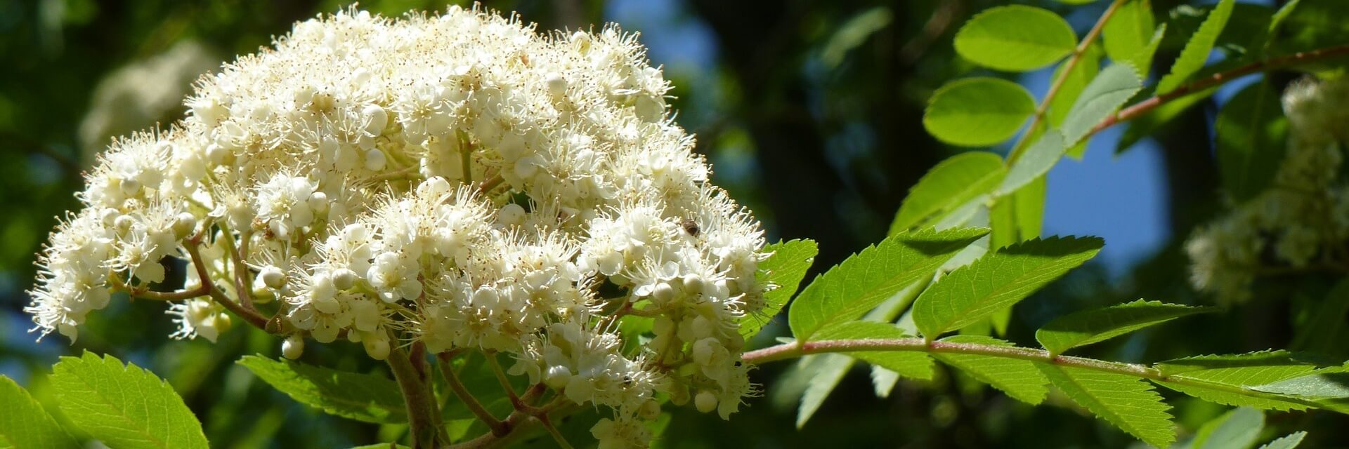 Rowan Tree Cultivar Guide - Gardening Tips, Advice and Inspiration