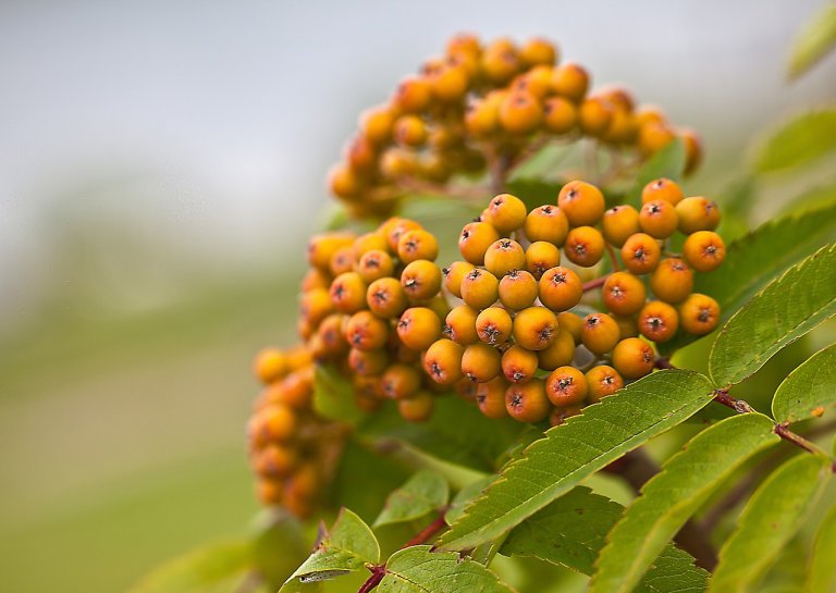 The Rowan Tree and Its Fantastic Berries - Gardening Tips, Advice and ...