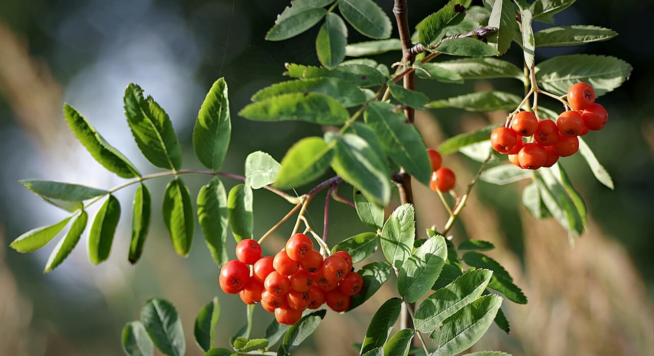 The Rowan Tree and Its Fantastic Berries - Gardening Tips, Advice and ...