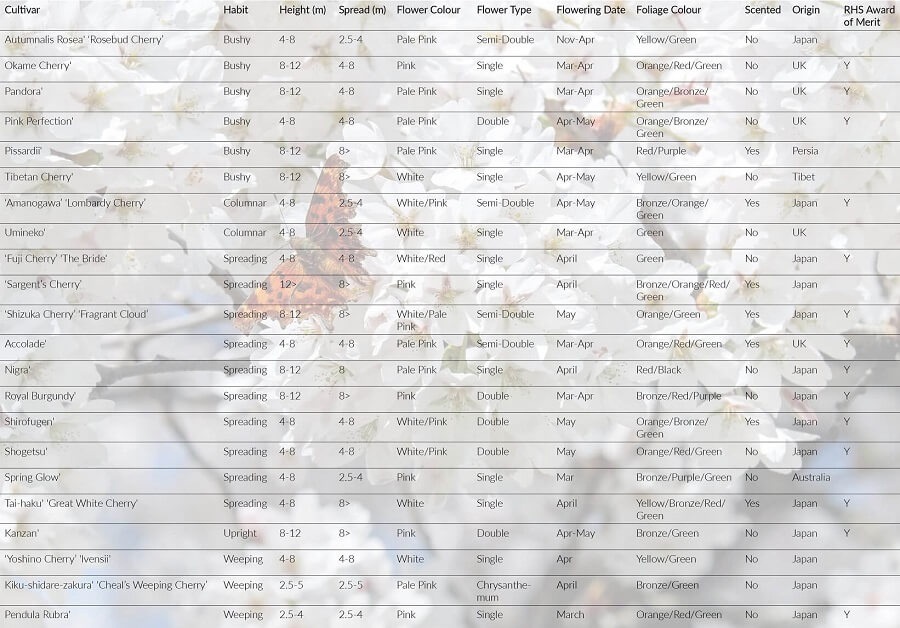 Cherry Blossom Cultivar Guide - the Primrose blog