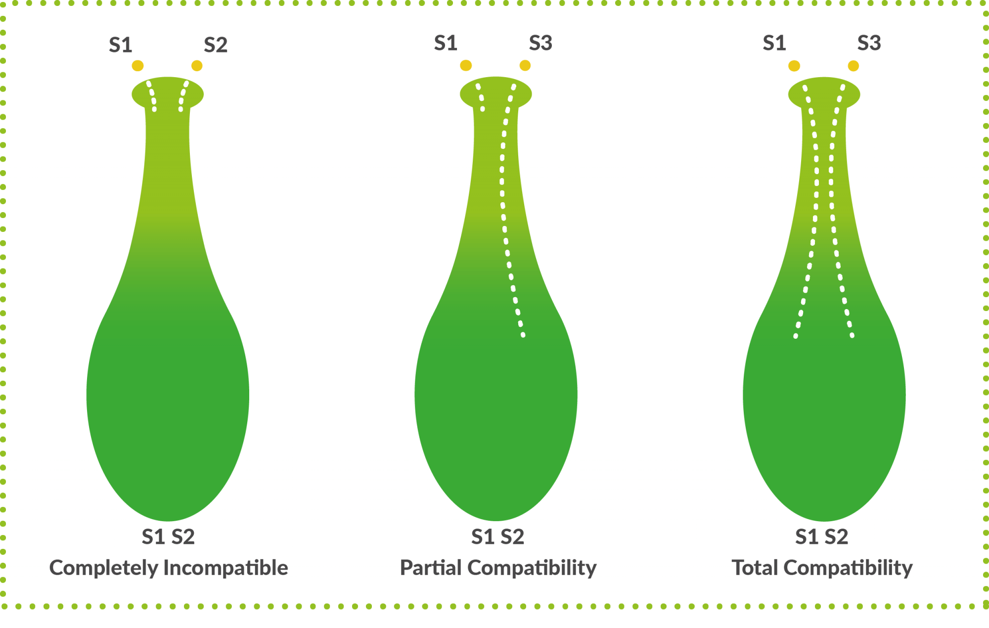 Cherry Fruit Trees Pollination & Varieties Guide - the Primrose blog
