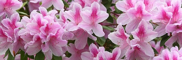 Complete Guide to Rhododendrons and Azaleas - Primrose Garden Club ...
