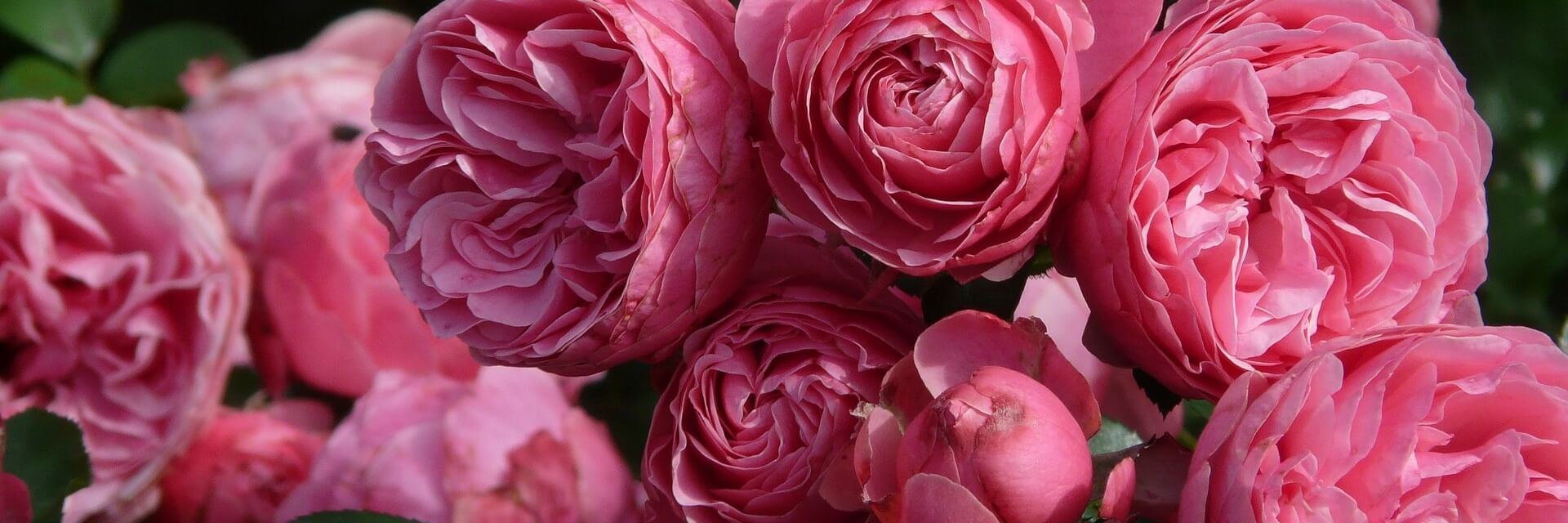 How to Plant & Maintain Your Rose Bush - Gardening Tips, Advice and ... How to Plant & Maintain Your Rose Bush - Gardening Tips, Advice and ...