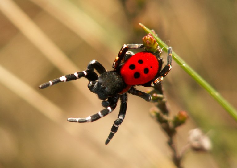 Amazing and Unusual British Insects - Gardening Tips, Advice and ...