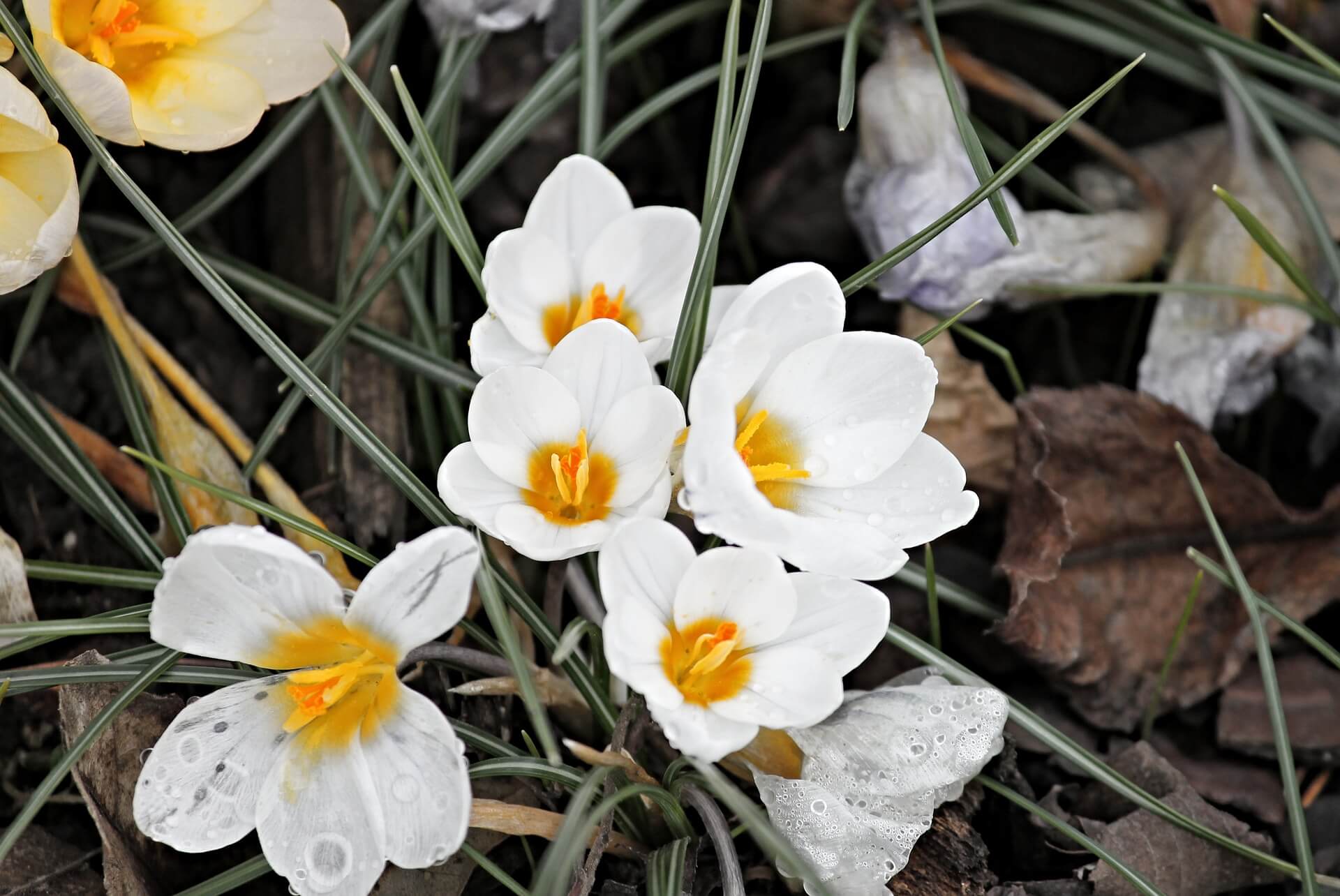 4 Ideas to Spice up Your Garden for Spring - Primrose Garden Club ...