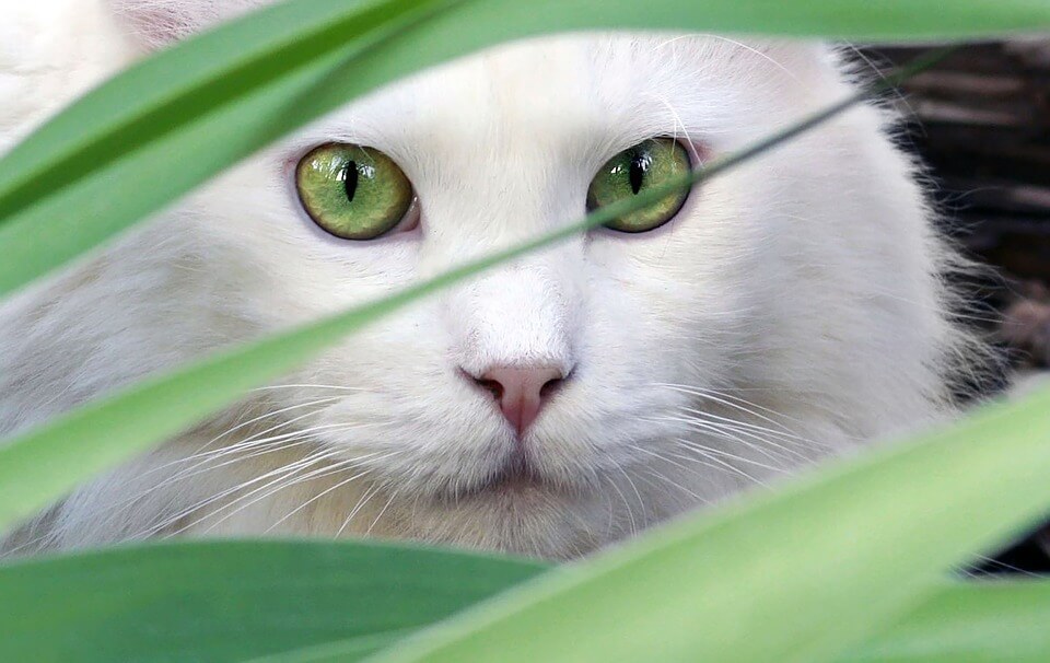 12 Cat friendly and Safe House Plants - Primrose Garden Club | Expert ...
