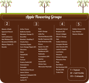Apple Tree Pollination - How to Choose The Perfect Pollinator