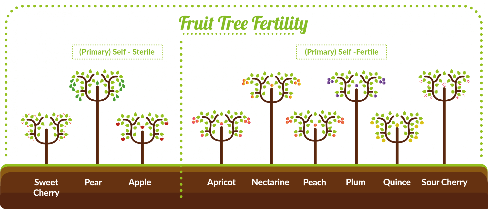 How to Grow Fruit Trees Successfully - the Primrose blog