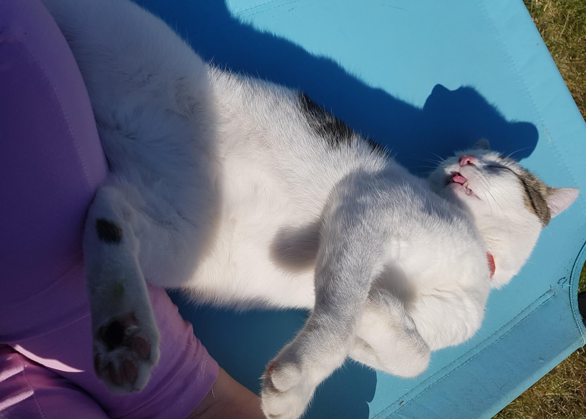 How to Make a Cat Friendly Garden - Primrose Garden Club | Expert Tips ...