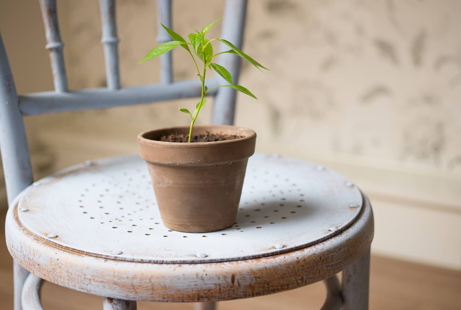 Plant Pot Sizes: The Complete Guide - Gardening Tips, Advice and ...