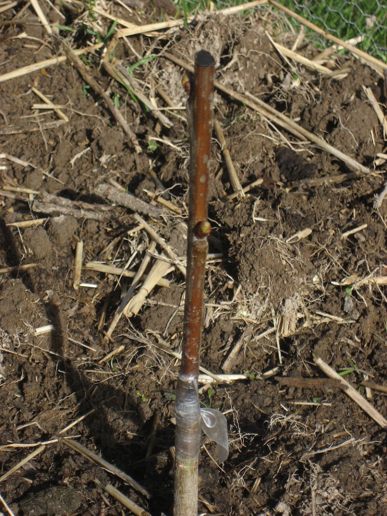 How to Choose The Perfect Apple Tree Rootstock - The Primrose Garden ...