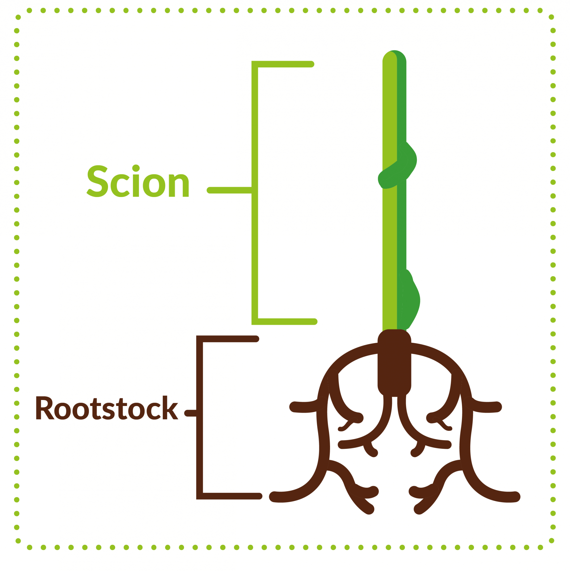 Grafting Apple & Other Fruit Trees - the Primrose blog
