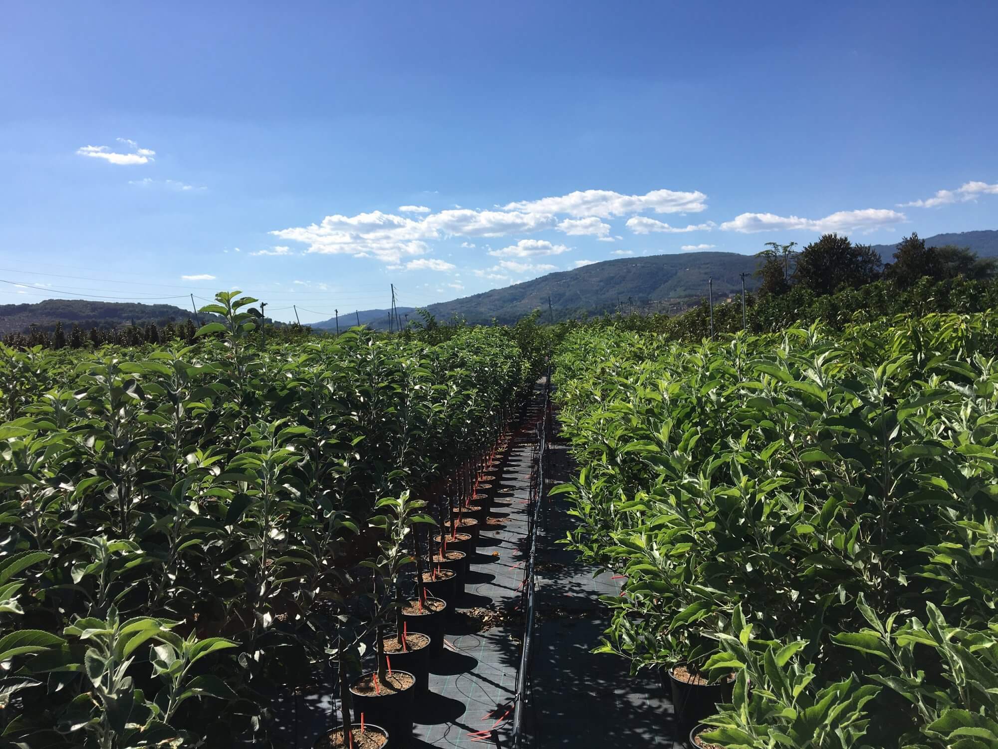 How Are Trees Grown in Plant Nurseries? - the Primrose blog