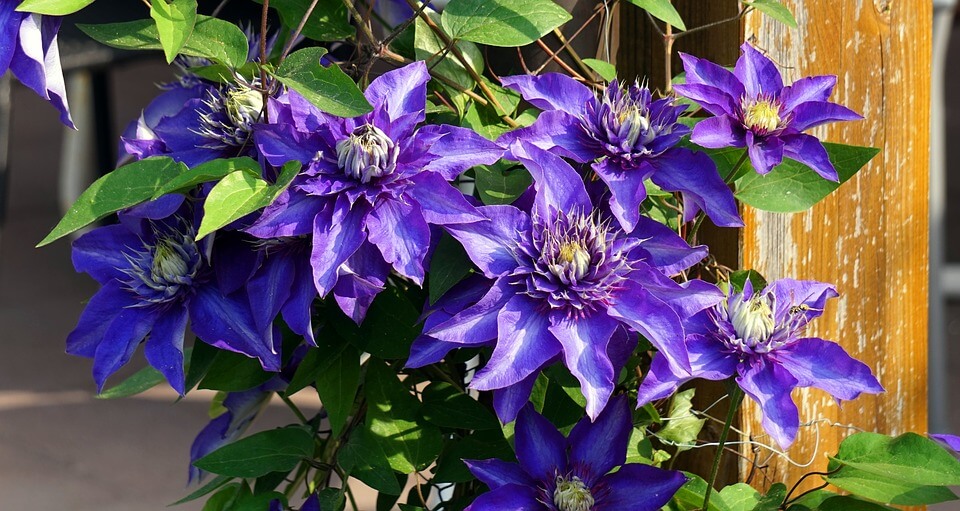 Everything You Need to Know About Pruning Clematis - the Primrose blog