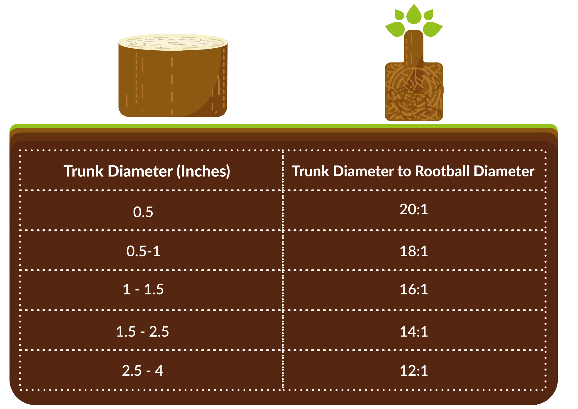 Everything You Need To Know About Moving Trees - the Primrose blog
